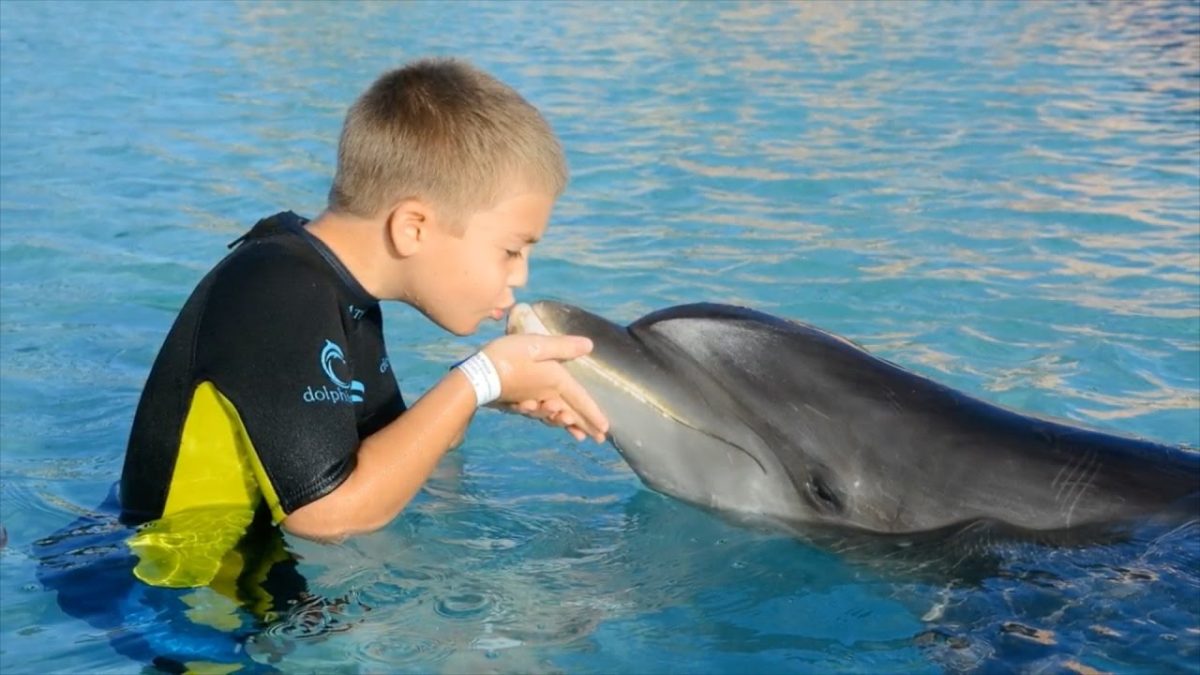 Dolphin Swimming Trip Safaga - Book Now - Landious Travel
