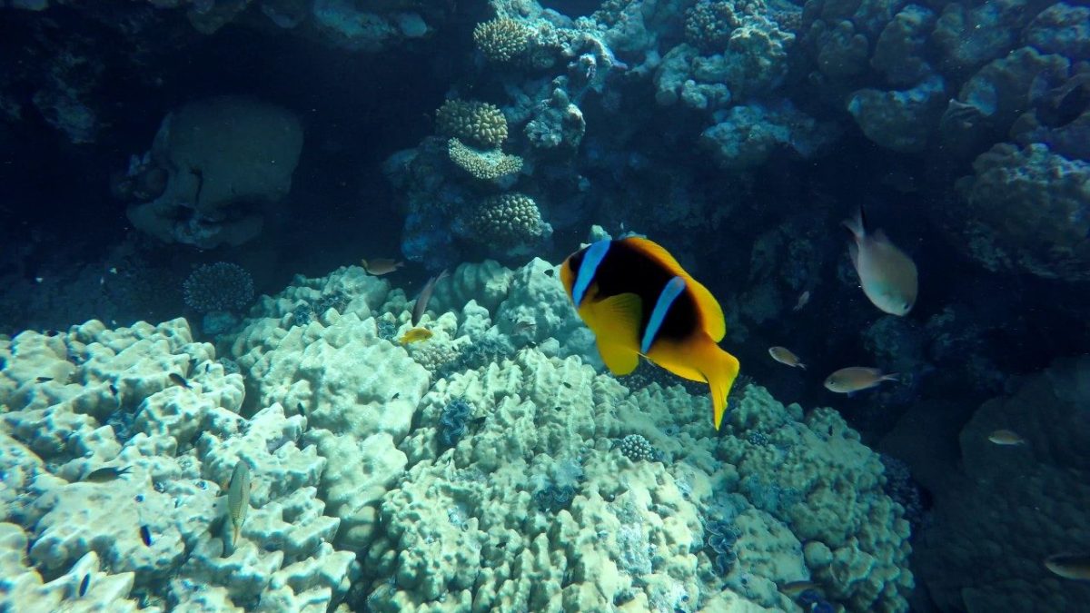 Abu Dabbab Beach Trip El Gouna - Book - Landious Travel